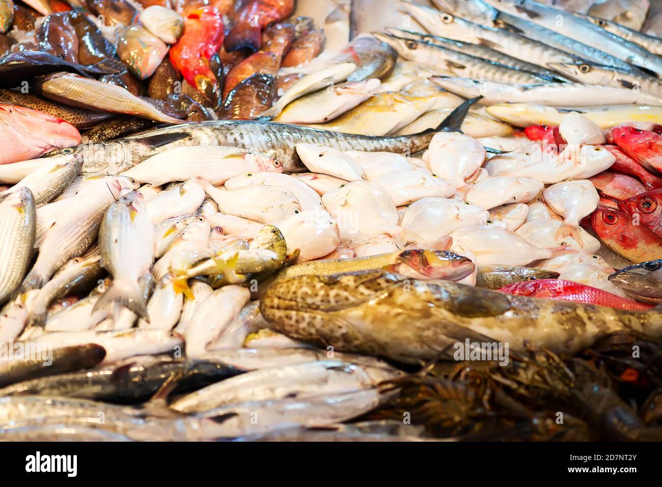 The iced countertop of the fish market with natural freshly caught ...