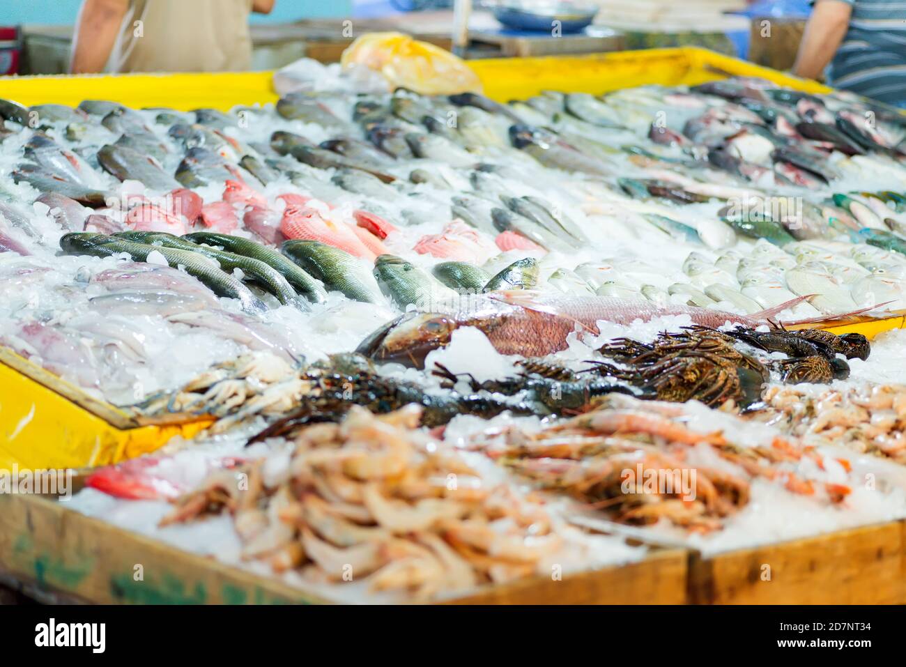 The iced countertop of the fish market with natural freshly caught ...