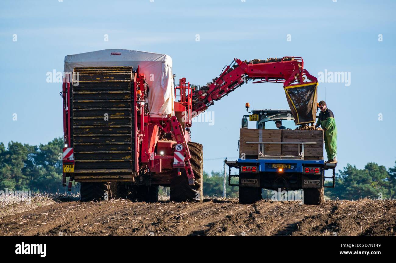 Self-propelled Grimme potato harvester in potato harvest filling crates ...
