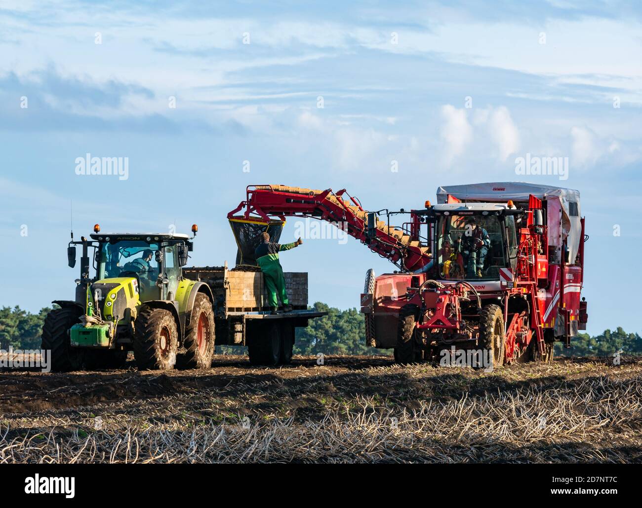 Self-propelled Grimme potato harvester in potato harvest filling crates ...