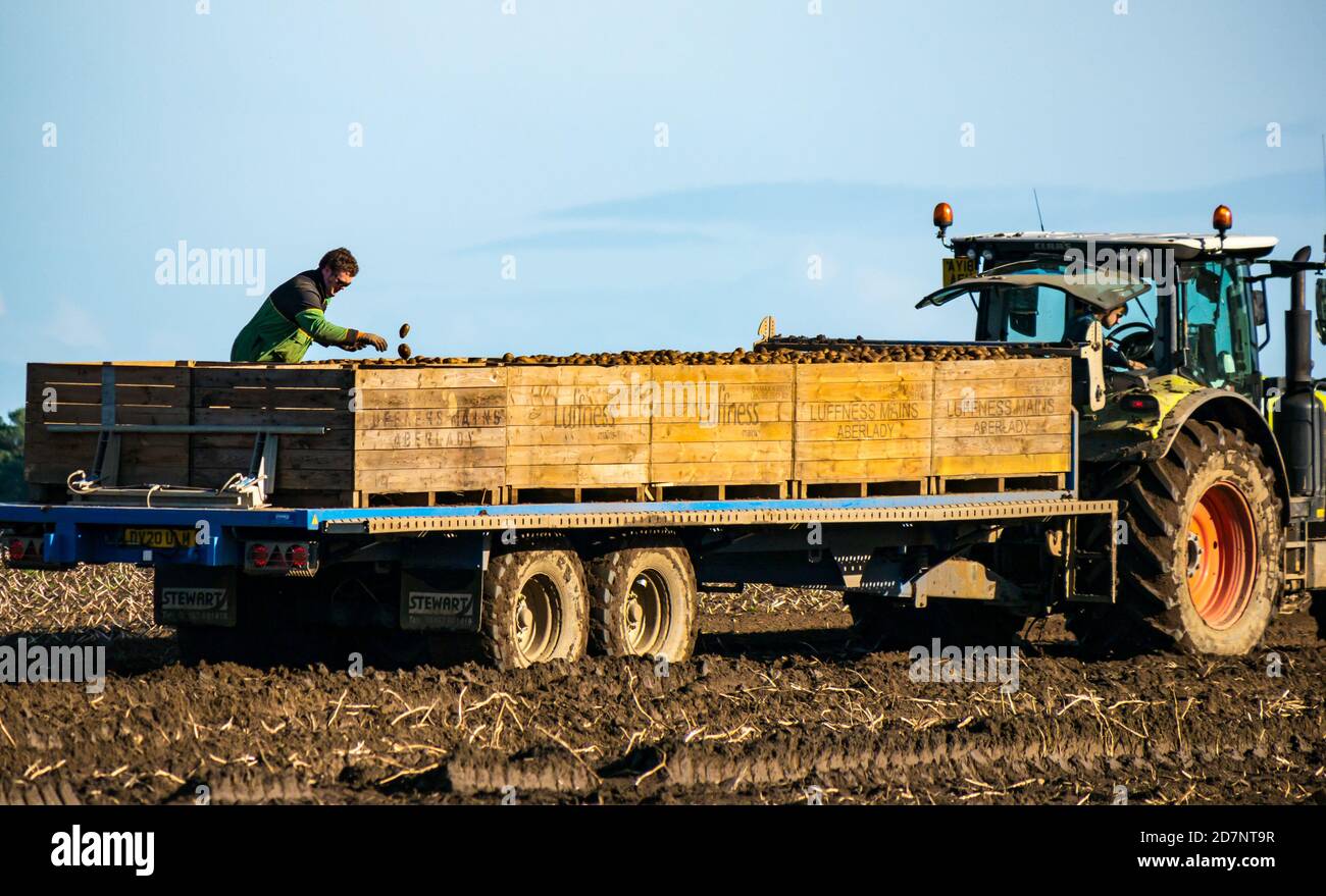Harvesting potatoes checking hi-res stock photography and images - Alamy