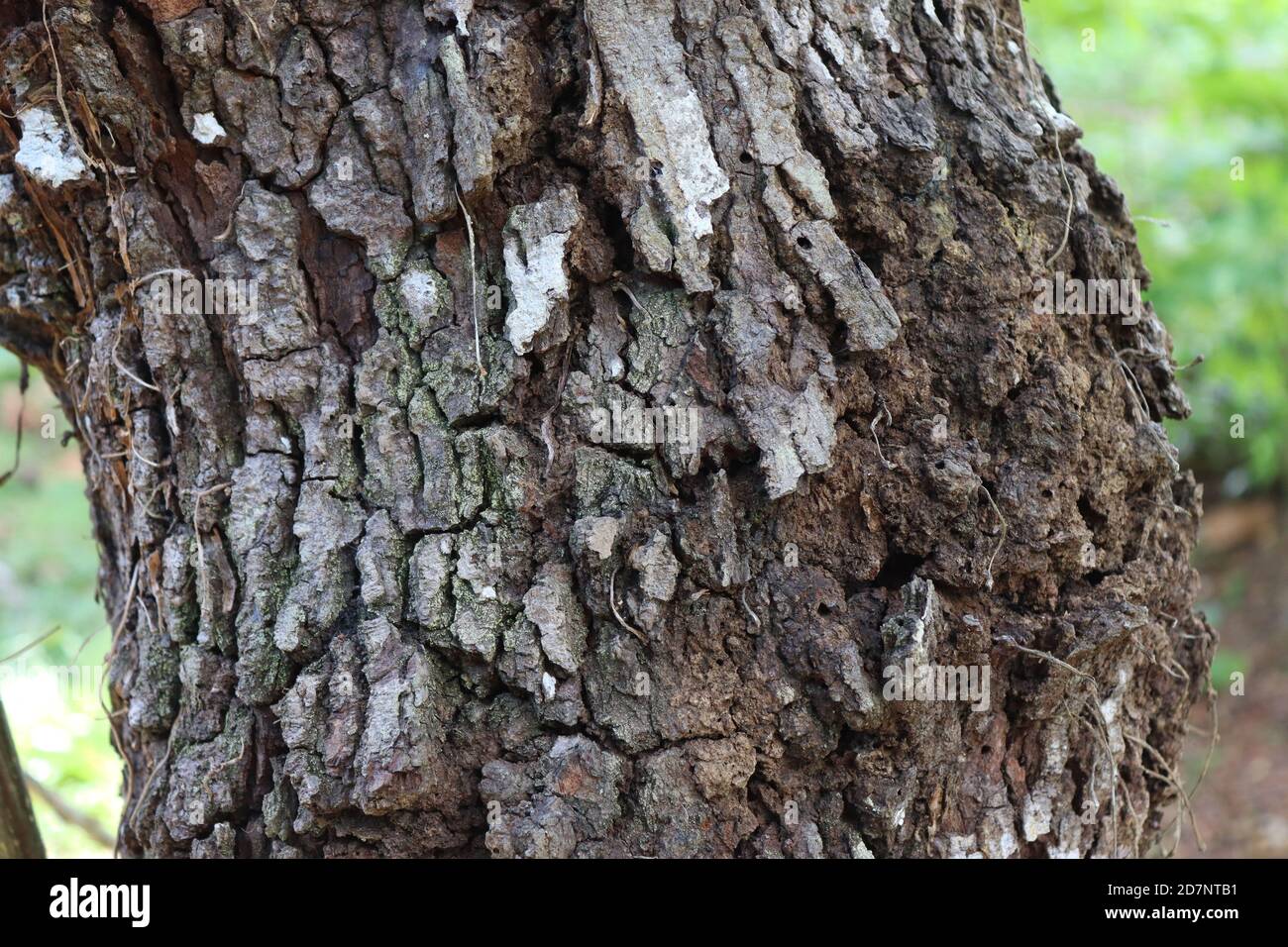 Cannot understand why this much deep and hard bark with this tree ...