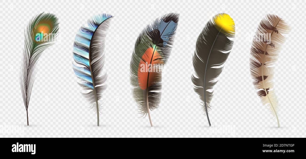 Realistic bird feathers. Detailed colorful feather of different birds ...