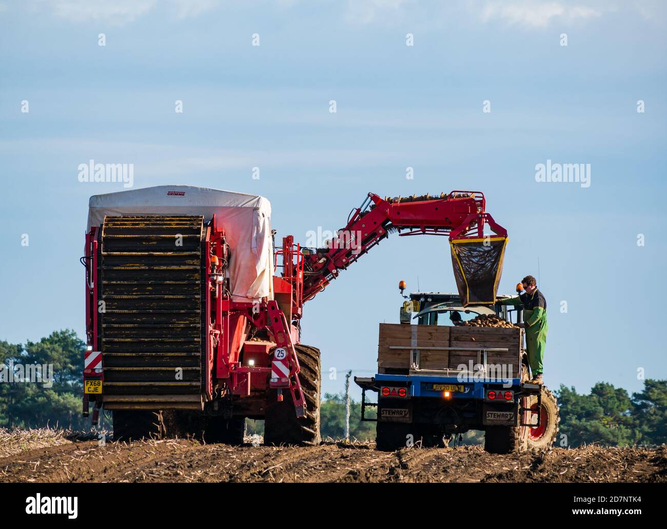 Self-propelled Grimme potato harvester in potato harvest filling crates ...