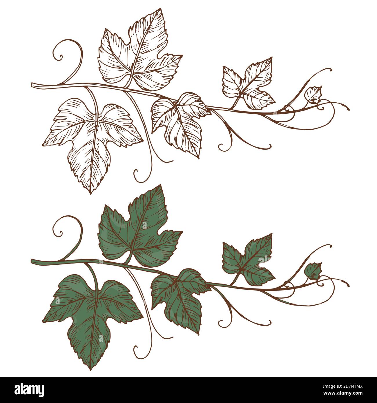 Sketch grapevine vector isolated on white background. Grapevine branch ...