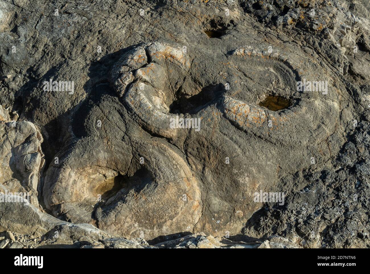 Cyanobacteria Fossil High Resolution Stock Photography and Images - Alamy