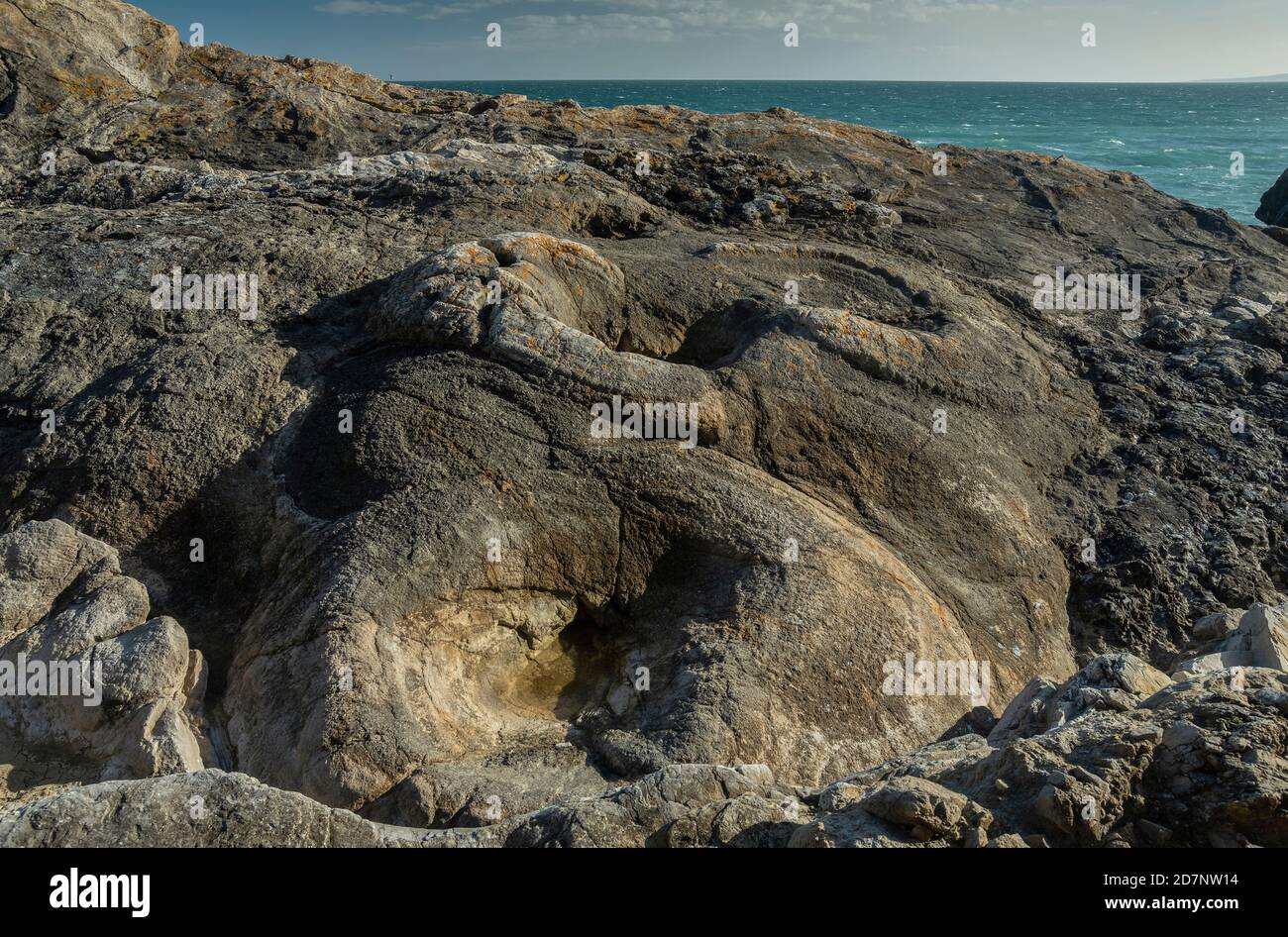 Lulworth Fossil forest, on the Jurassic coast of Dorset, formed from ...
