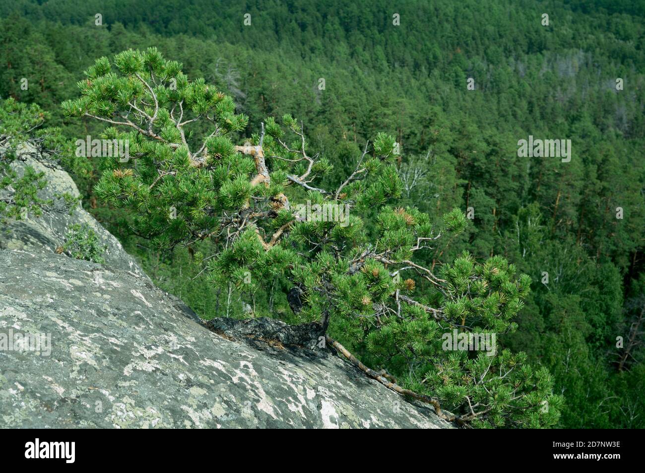 Alpine pine on top of rock wall Stock Photo - Alamy