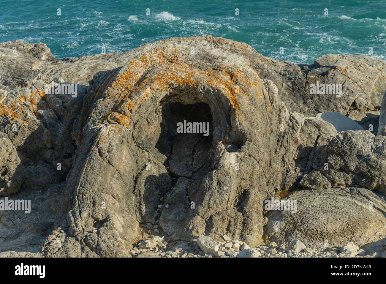 Lulworth Fossil forest, on the Jurassic coast of Dorset, formed from ...