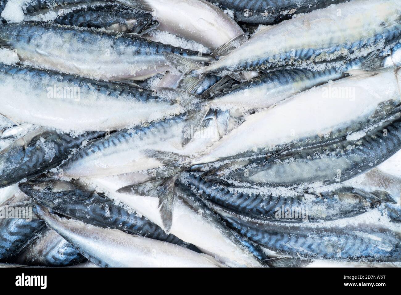 Frozen mackerel background. Frozen group of fish. Iced fish. Heap of ...