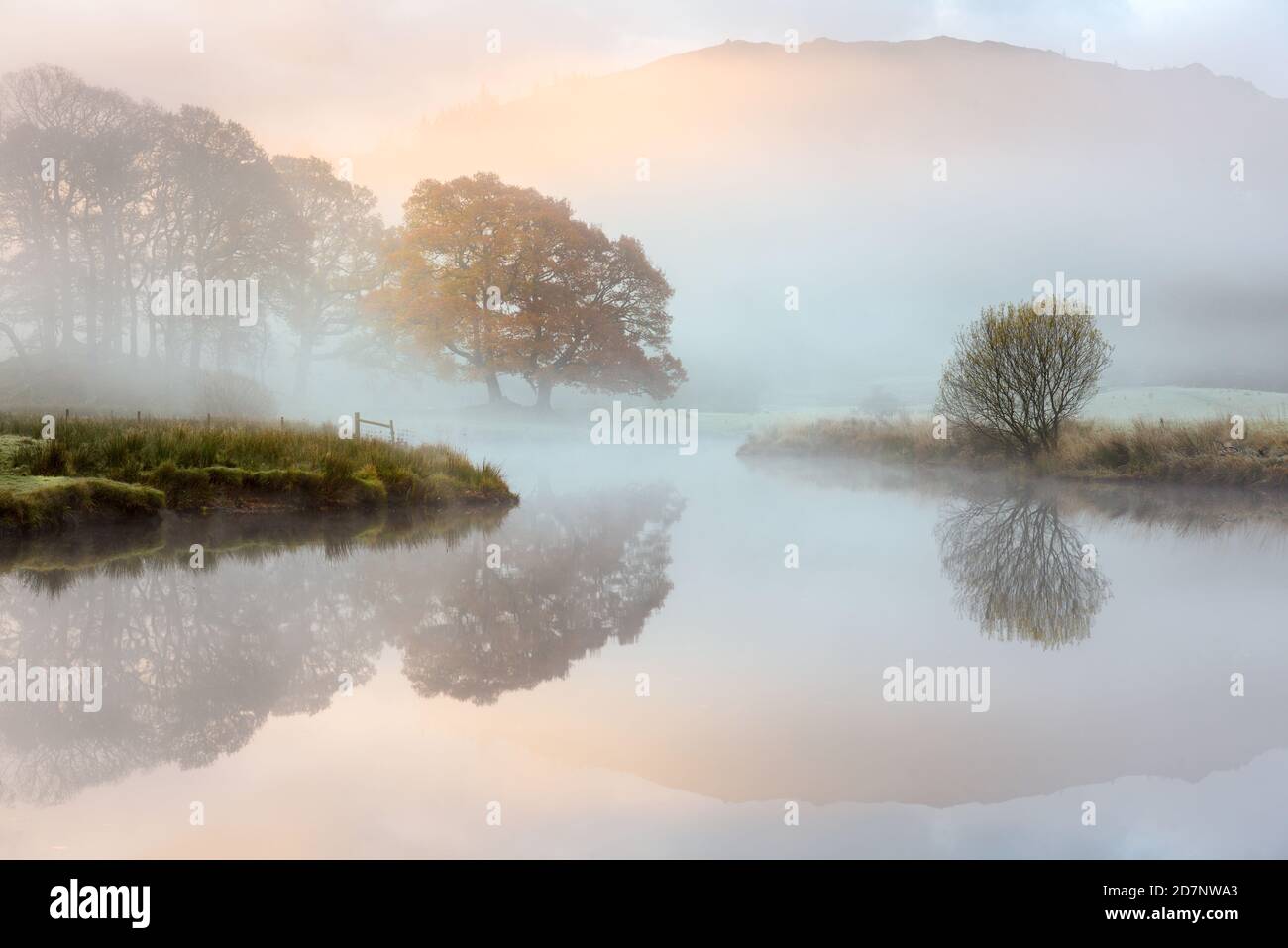 River oak tree hi-res stock photography and images - Alamy