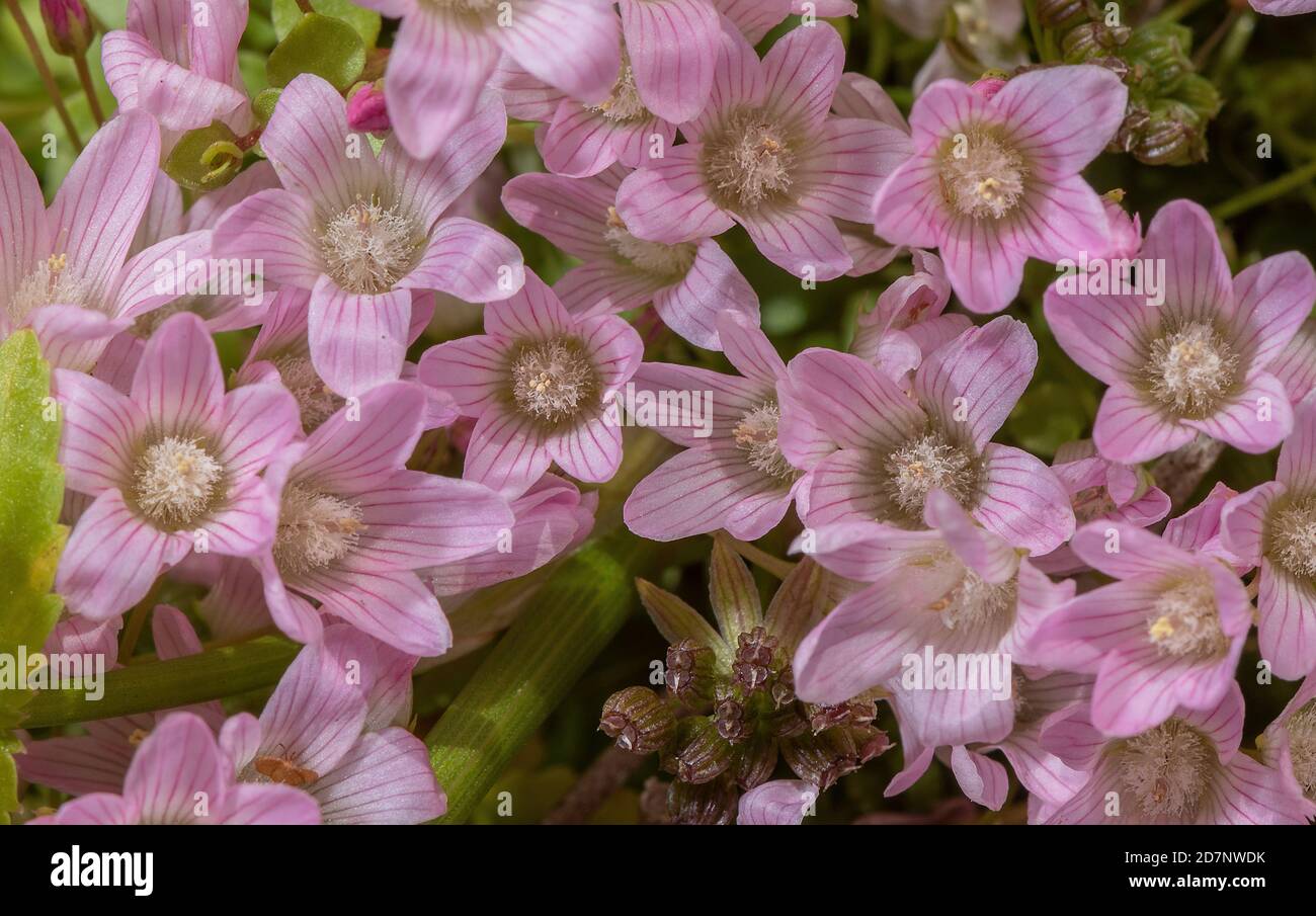 Bog pimpernel, Anagallis tenella, flowering profusely in damp acidic ...