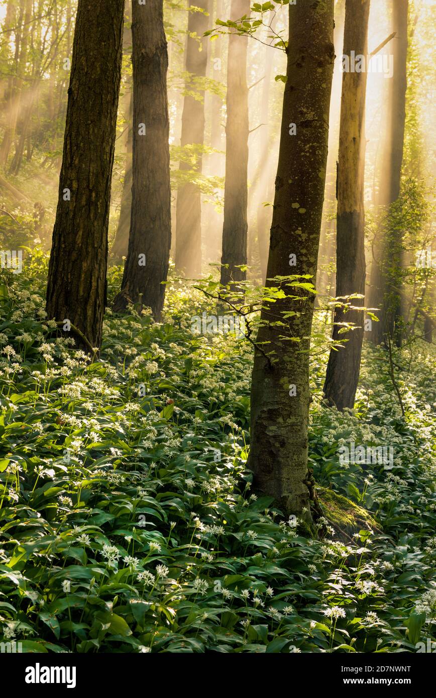 Light shining through trees hi-res stock photography and images - Alamy