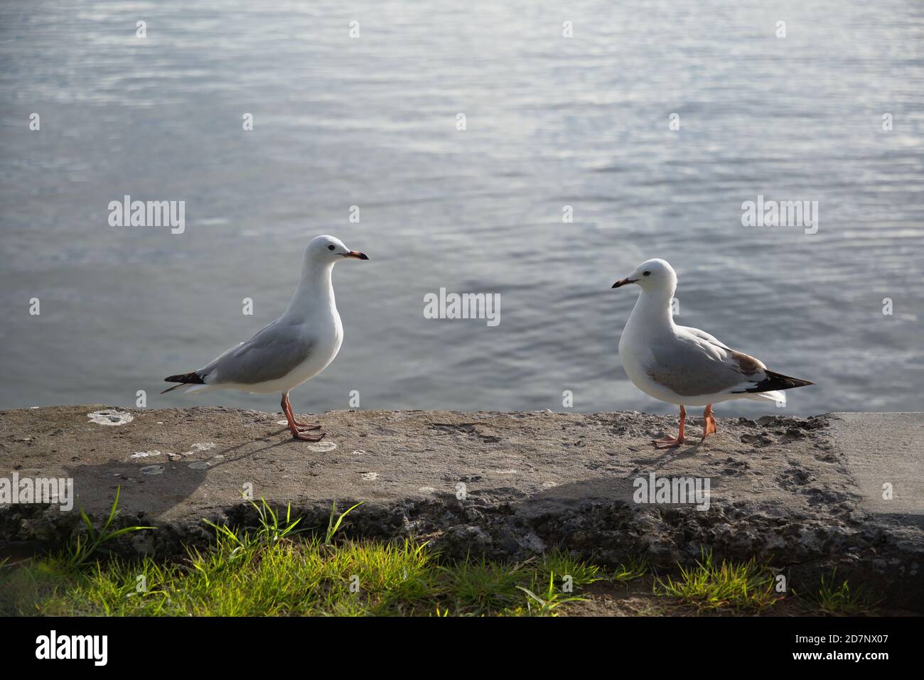 Seagulls lakeshore animal wildlife hi-res stock photography and images ...