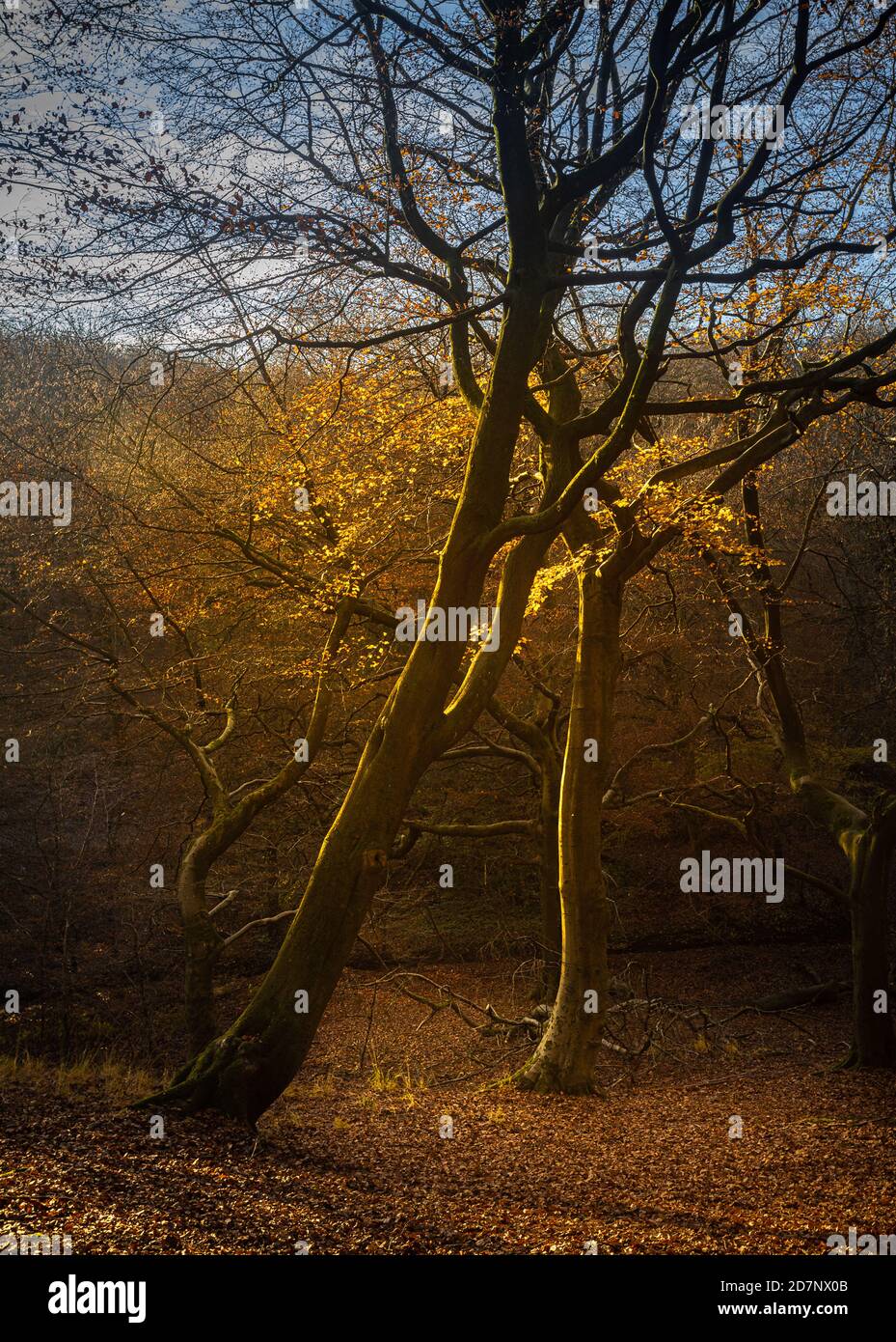 Beech trees and carpet of fallen autumn leaves in October at Tandle ...