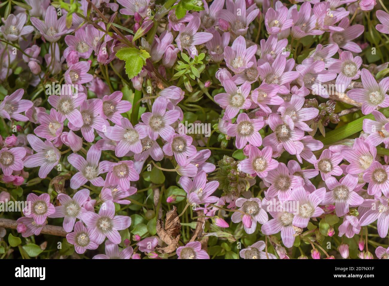 Bog pimpernel, Anagallis tenella, flowering profusely in damp acidic ...