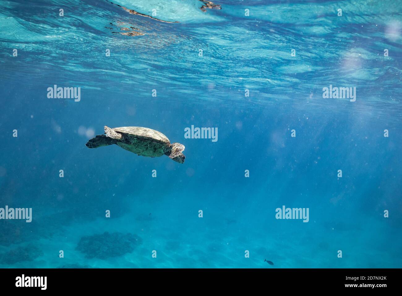 Sea Turtle swimming beneath ocean surface in hawaii Stock Photo - Alamy