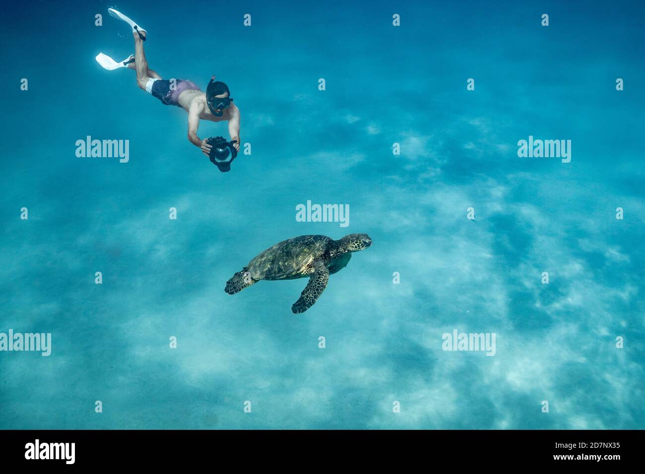 Underwater photographer free diving and photographing sea turtle Stock ...
