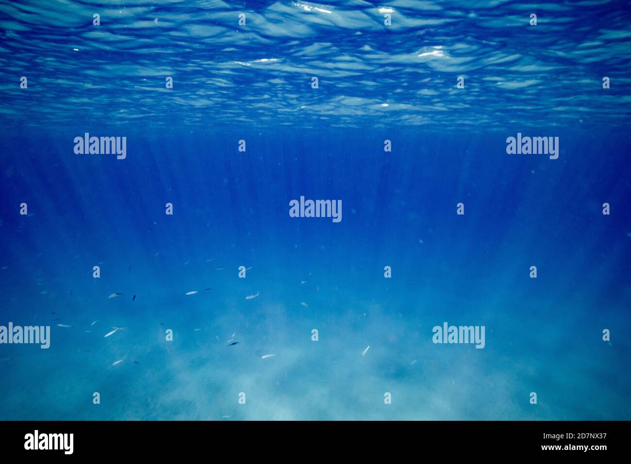 Fish swimming in the blue waters of Hawaii Stock Photo - Alamy