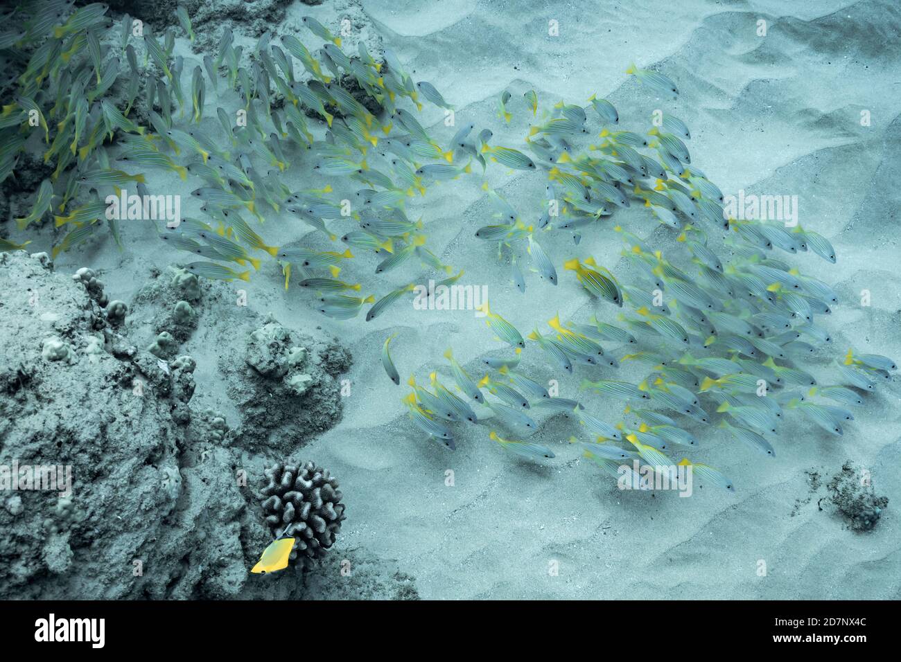 Grey fish hi-res stock photography and images - Alamy