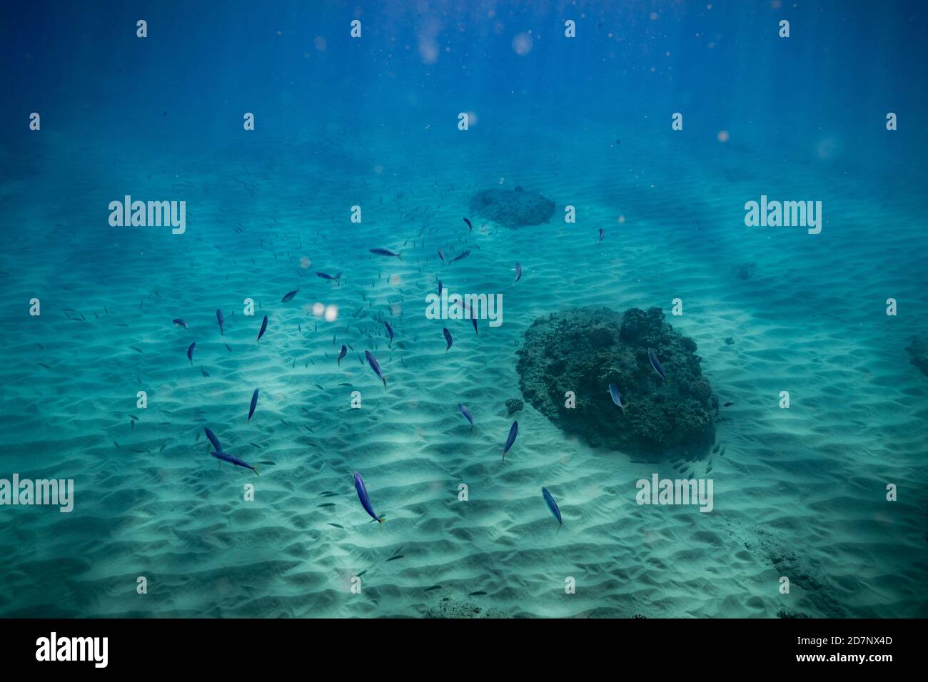 Blue fish swim close to the sea floor in the clear hawaii ocean waters ...