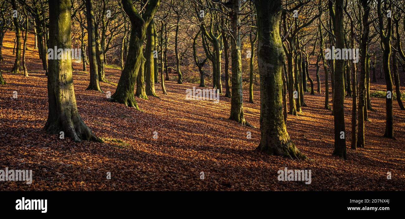 Beech trees and carpet of fallen autumn leaves in October at Tandle ...