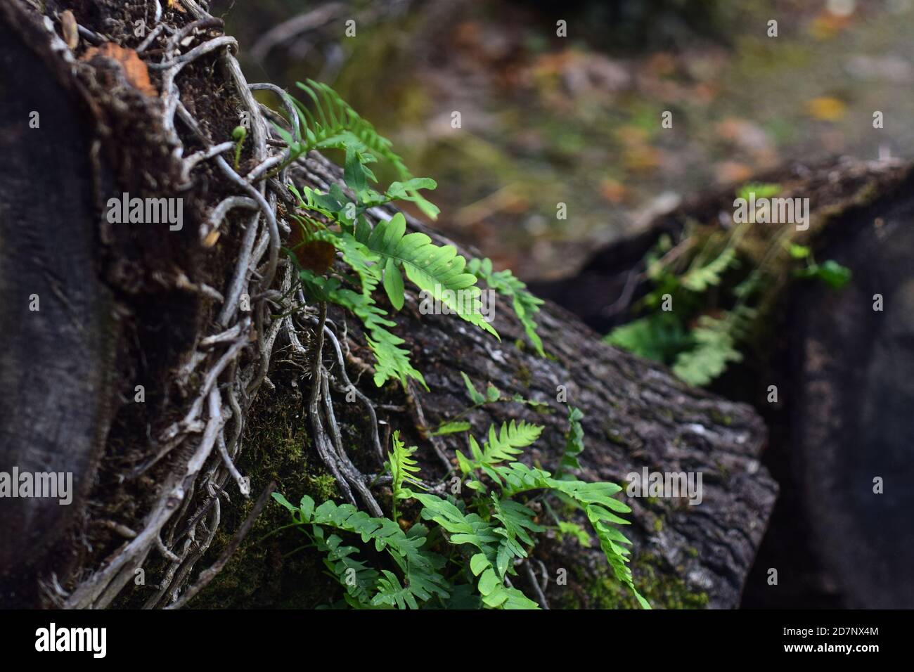 Licorice Fern growing on rotten log Stock Photo - Alamy