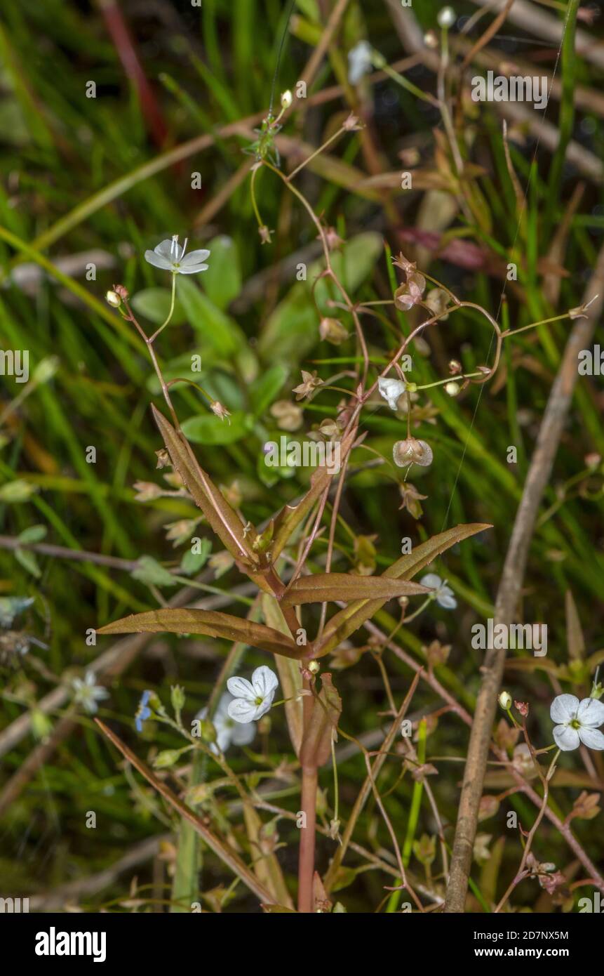 Marsh Speedwell, Veronica scutellata, in flower in wet grassland Stock ...