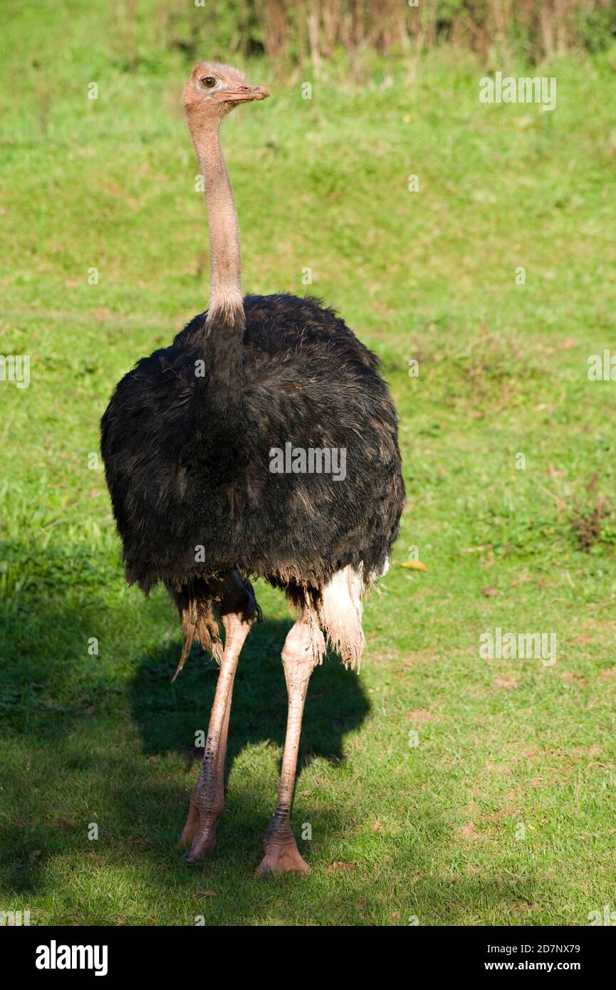 Red Necked Ostrich Stock Photo - Alamy