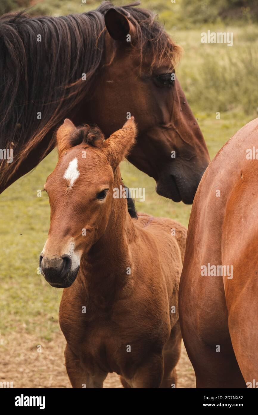Beautiful foal between two adult horses Stock Photo - Alamy