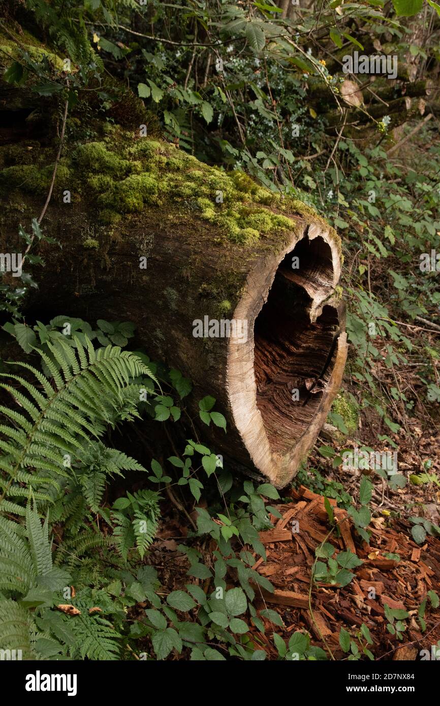Beautiful log perfectly cut in the middle of the forest Stock Photo - Alamy