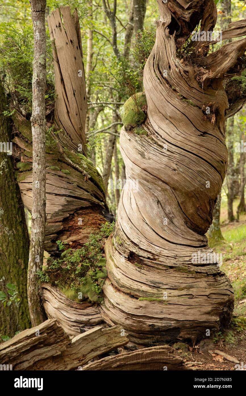 A spiral shaped tree trunk Stock Photo - Alamy