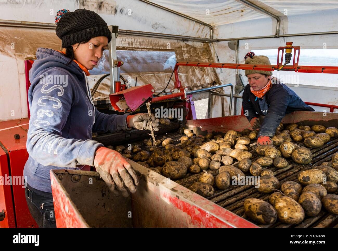 Female farm workers working in potato harvester with Maris Piper ...