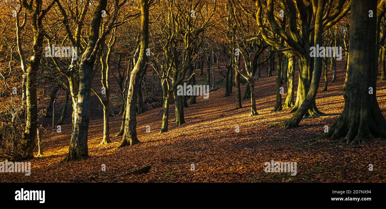 Beech trees and carpet of fallen autumn leaves in October at Tandle ...
