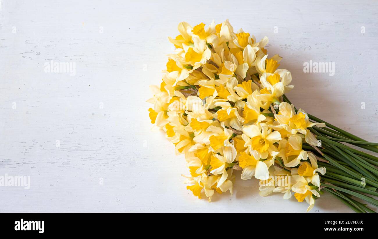 Spring blooms, yellow daffodils on a light wooden background. Back ...