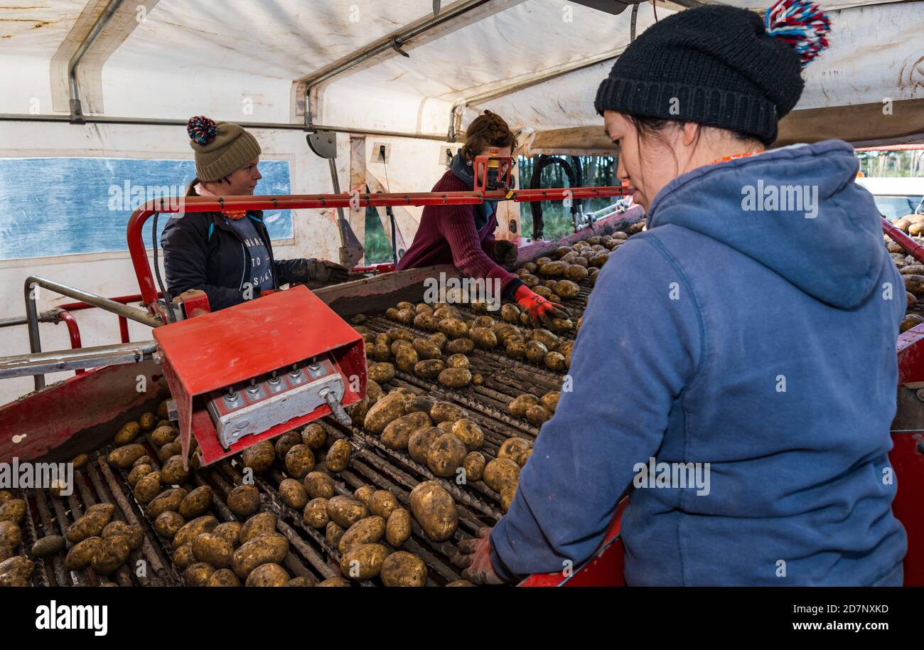 Female farm workers working in potato harvester with Maris Piper ...