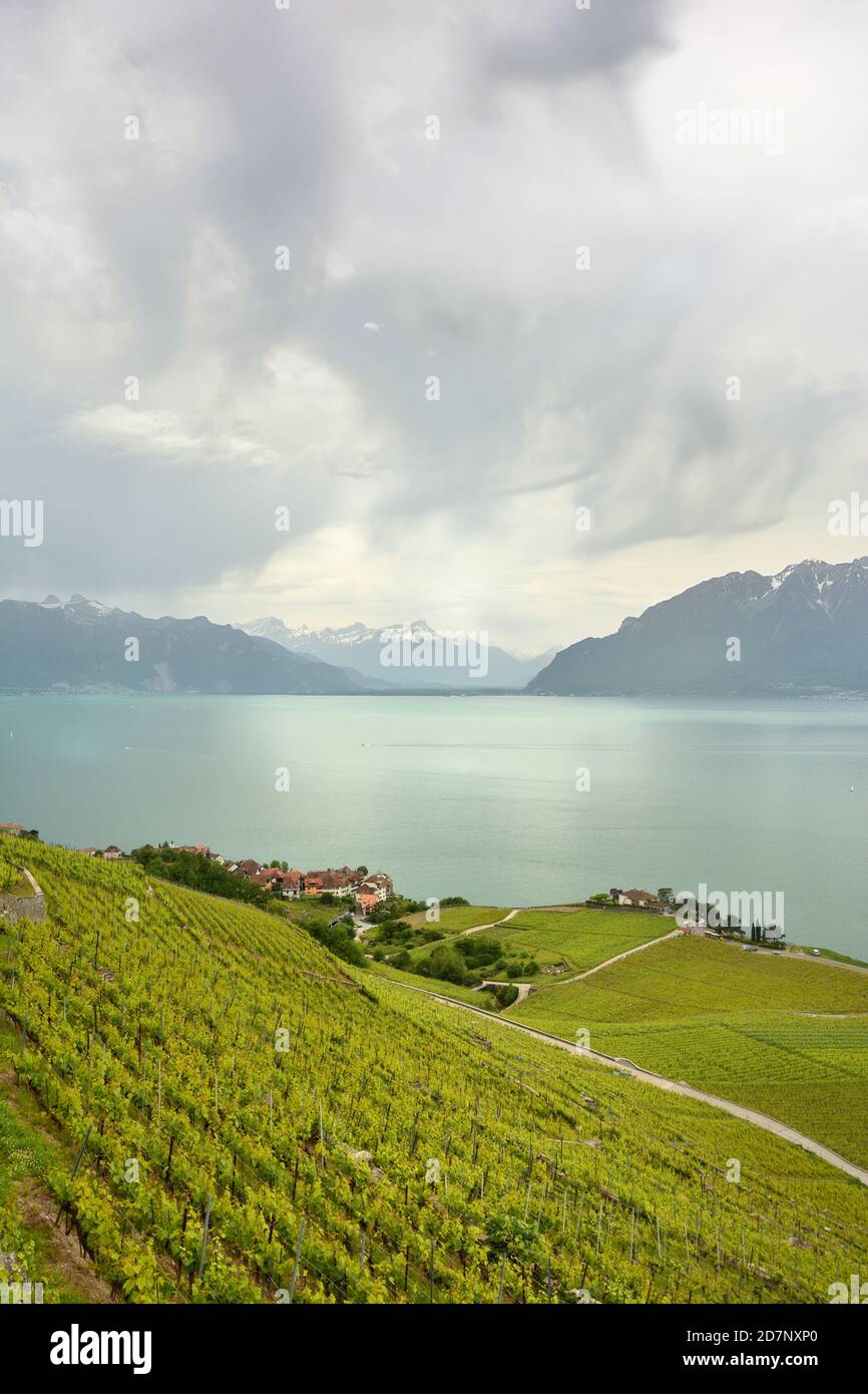 Rivaz, vineyard terraces and the Lake Leman in Lavaux, Switzerland ...