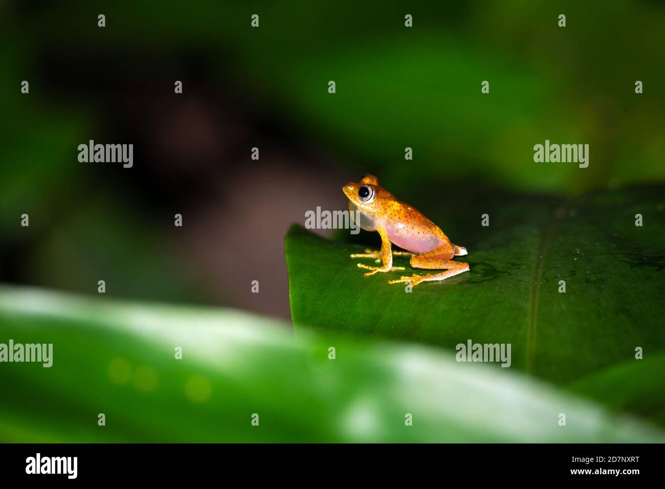 One orange little frog on a green leaf in Madagascar Stock Photo - Alamy