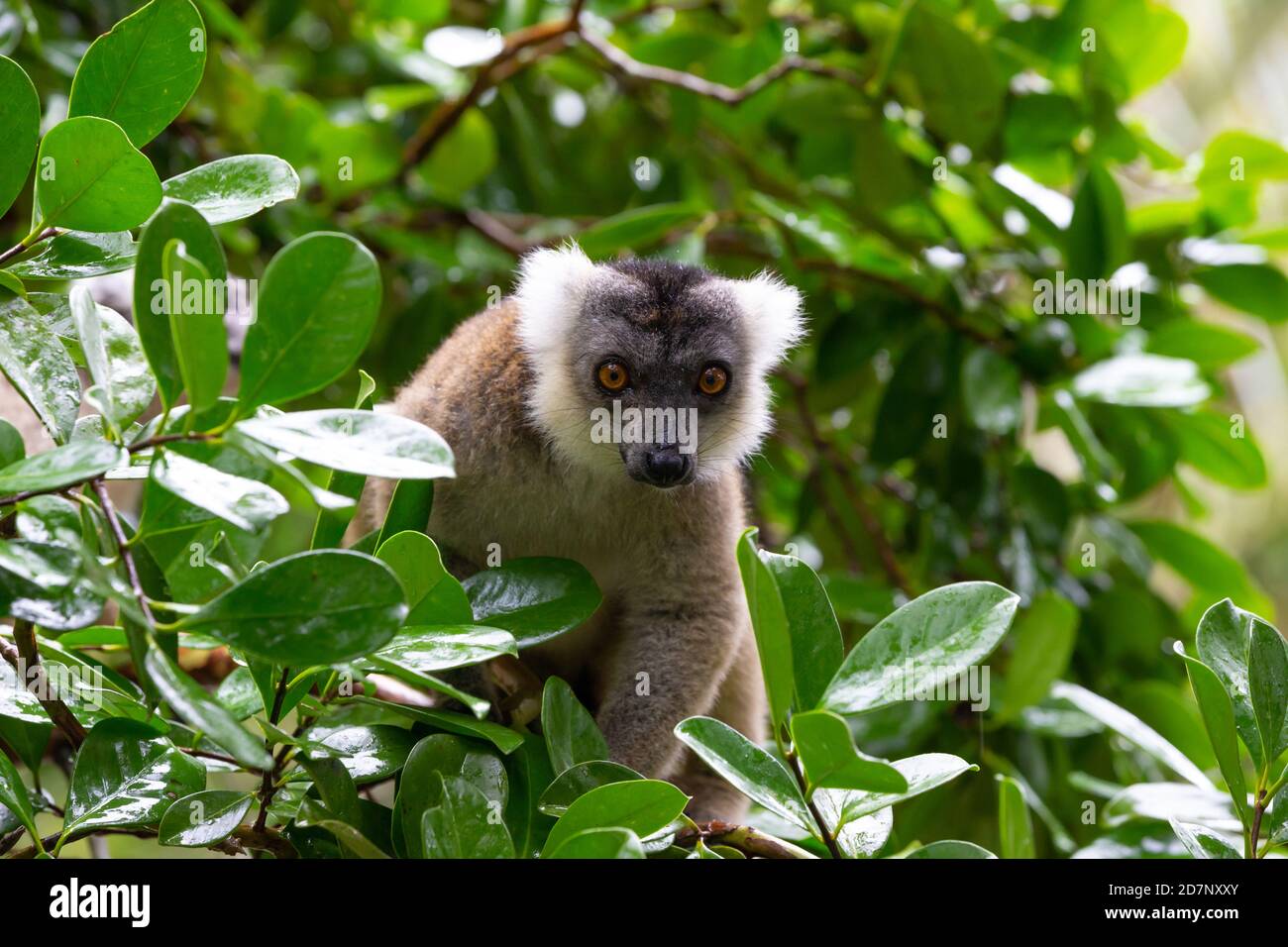 One brown maki is hiding in the crown of a tree Stock Photo - Alamy