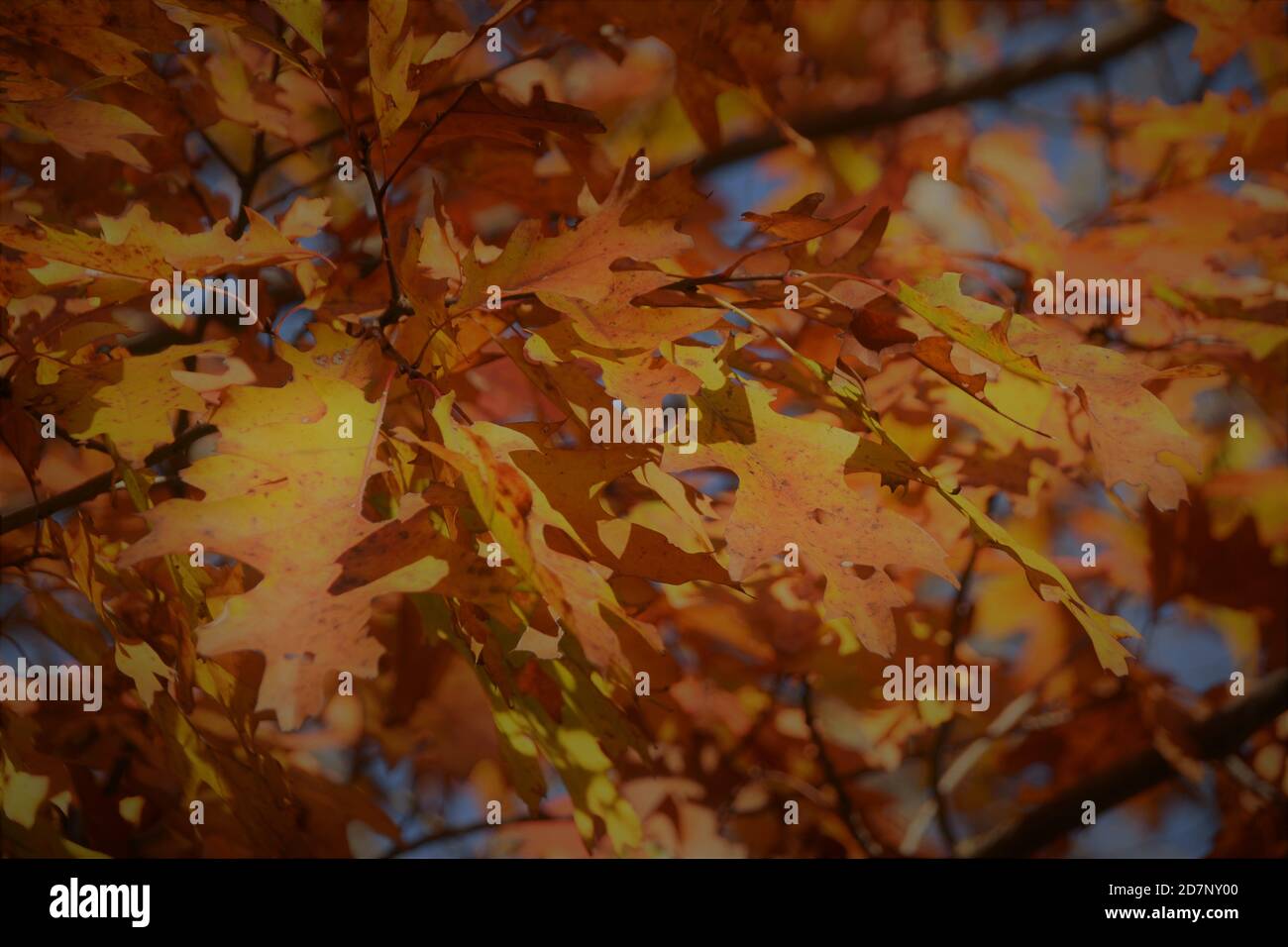 Autumn Leaves in the changing cycle during a fall hike Stock Photo - Alamy