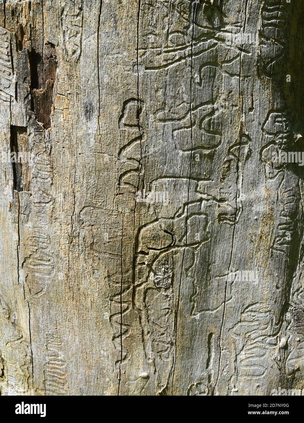 Insect trails hi-res stock photography and images - Alamy