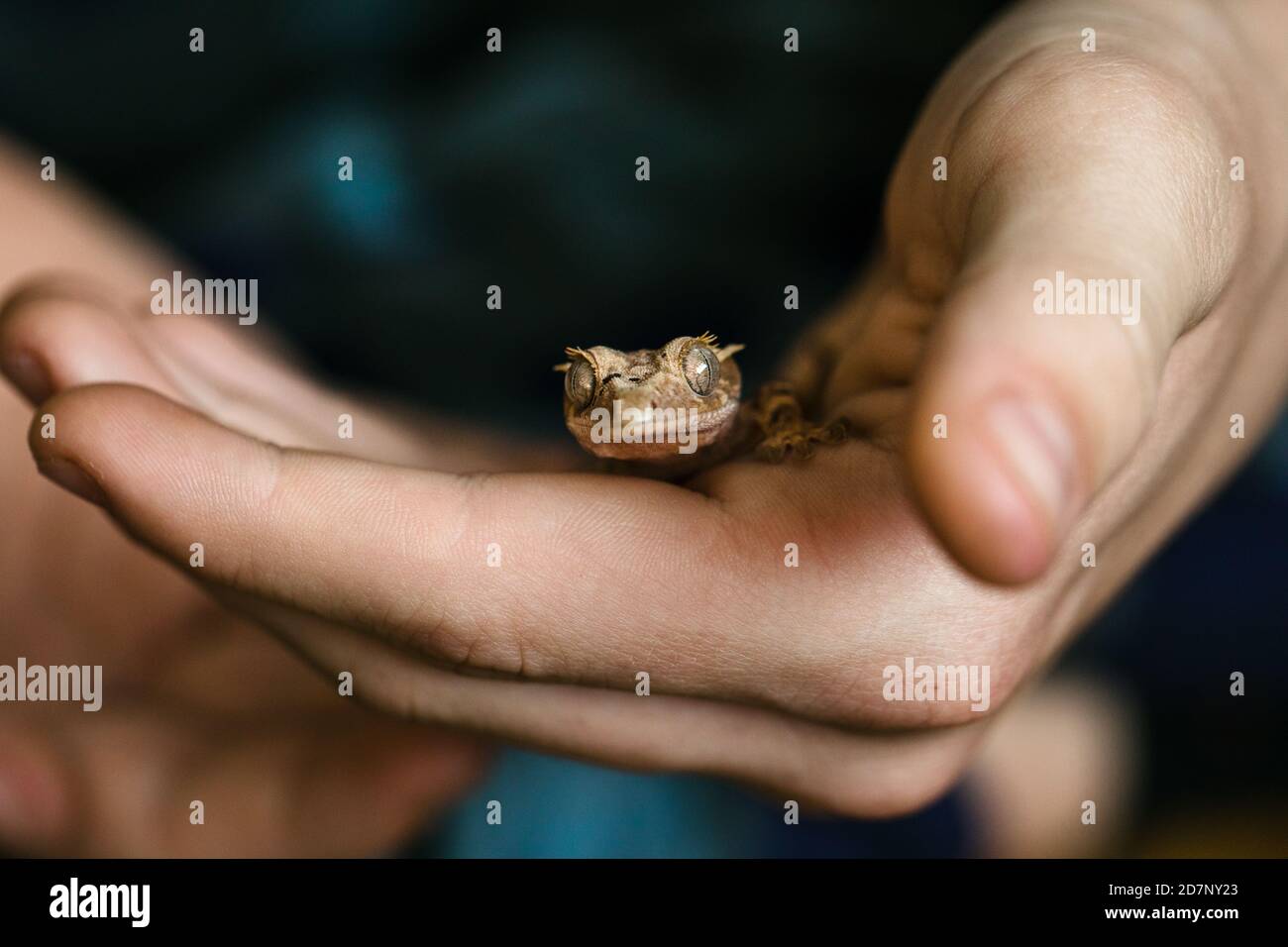 Gecko in hand hi-res stock photography and images - Alamy