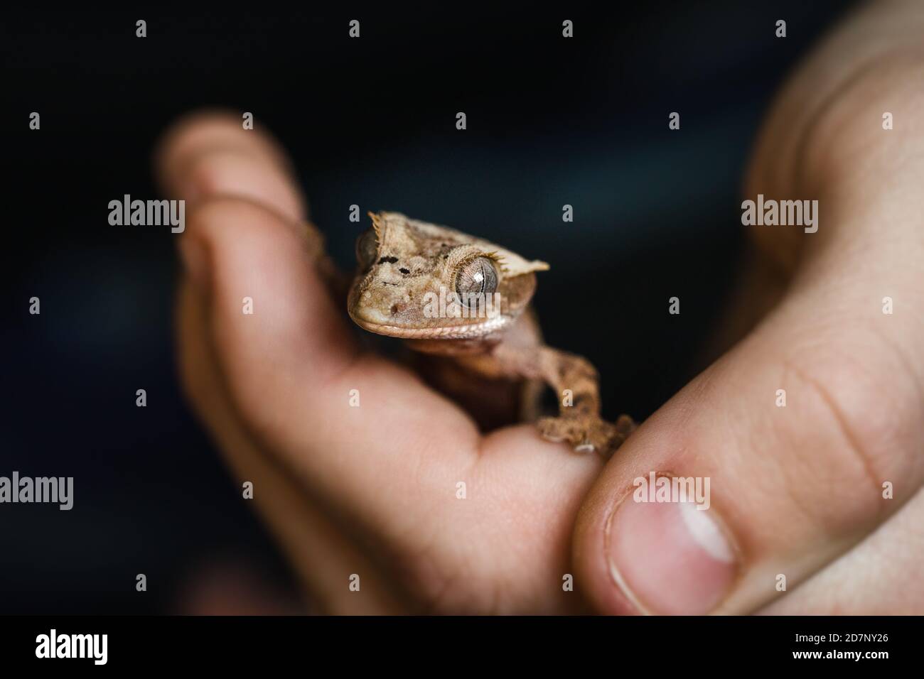 Hand held gecko hi-res stock photography and images - Alamy