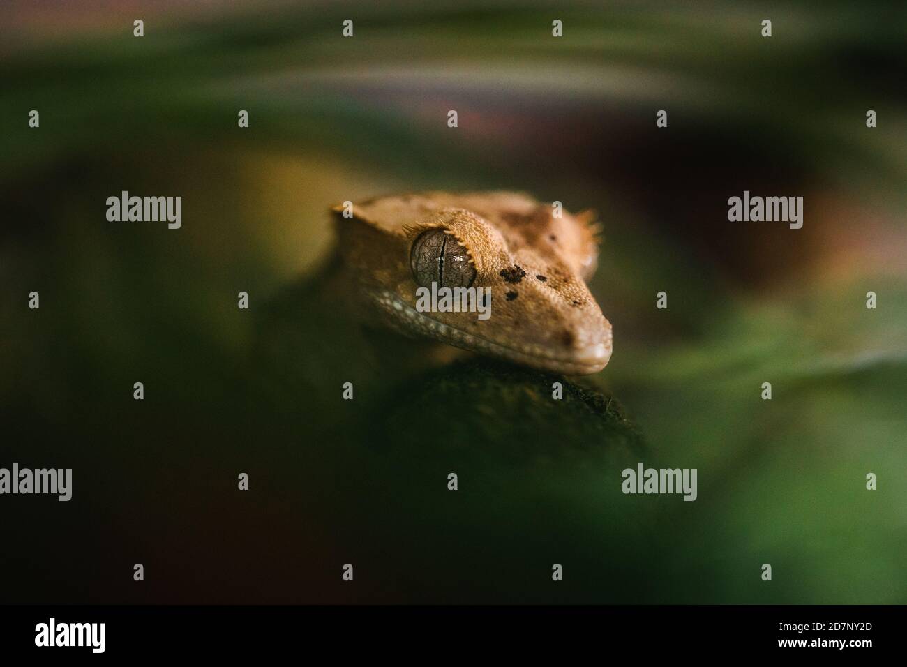 Head of crested gecko peeks through leaves Stock Photo - Alamy
