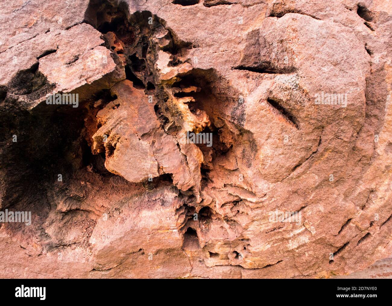 Texture of wood fossil of a large tree in complete condition Stock Photo - Alamy