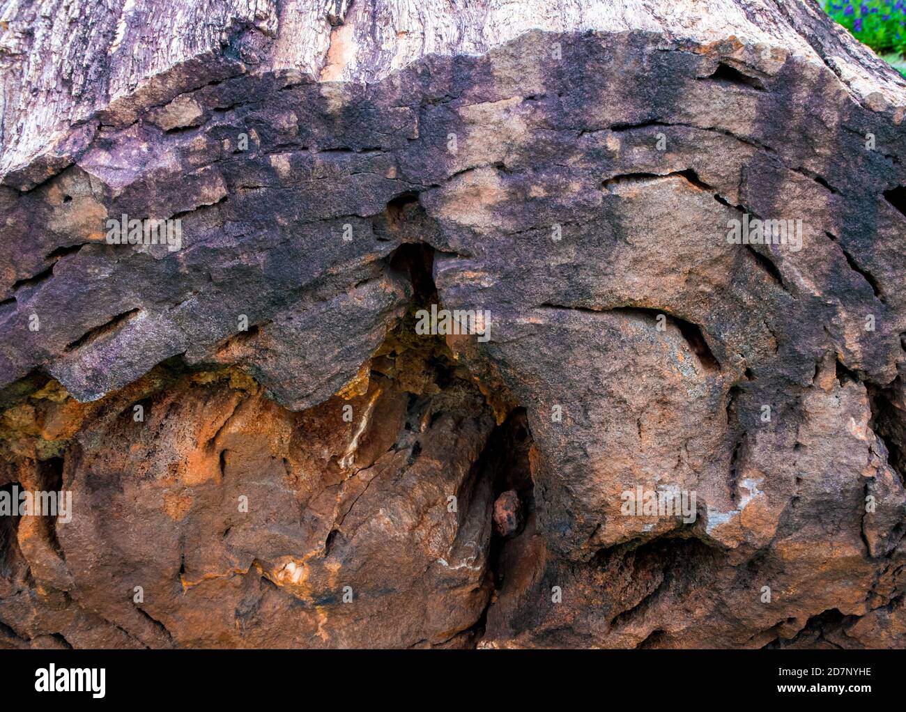 Texture of wood fossil of a large tree in complete condition Stock ...