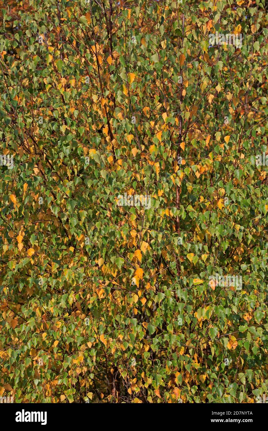 Birch tree showing autumn colours in the Forest of Dean UK Stock Photo ...