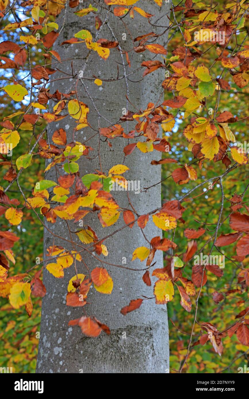 Autumn Beech leaves against the trunk of a Beech Tree Forest of Dean UK ...
