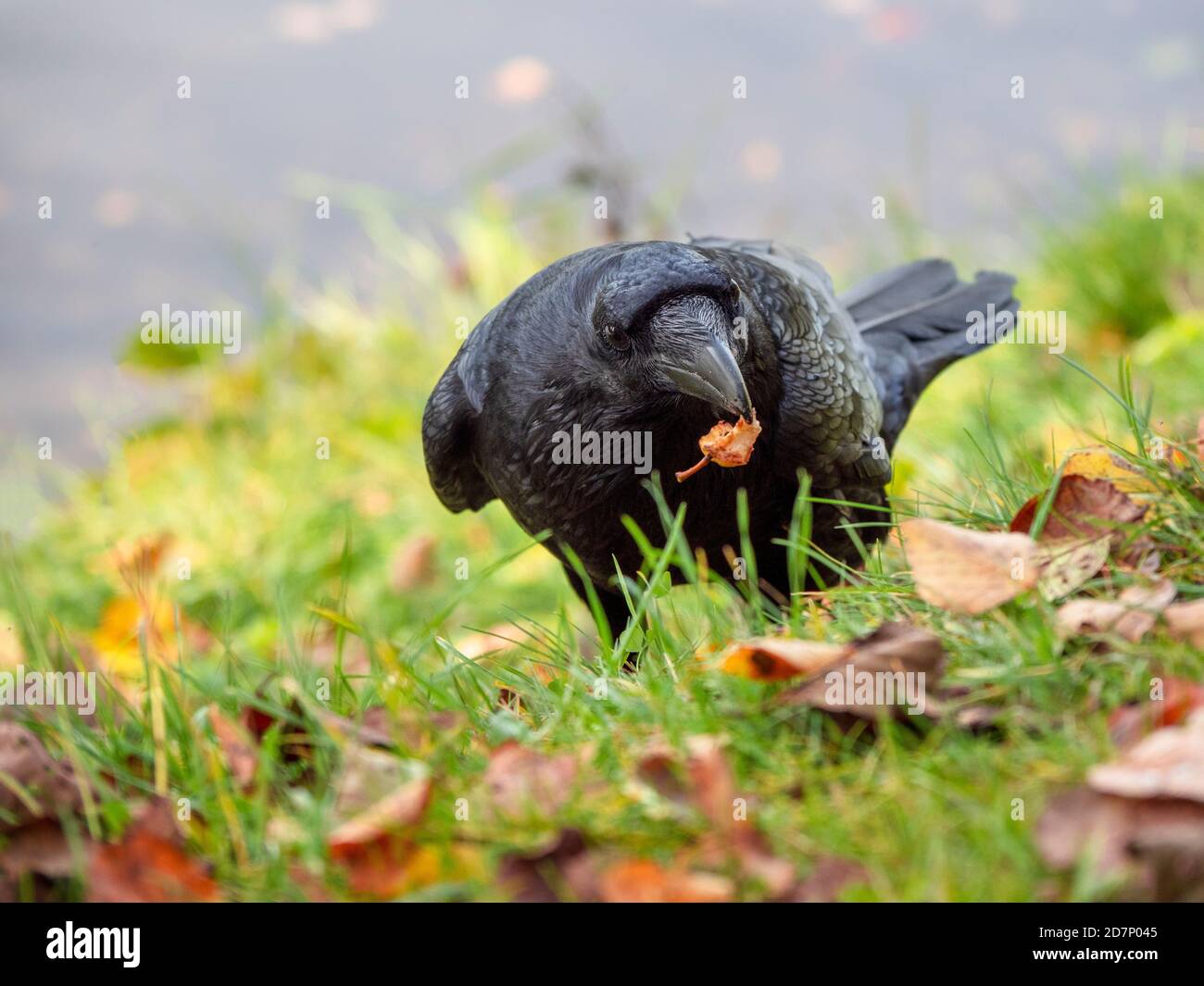 Crow looks at the camera hi-res stock photography and images - Alamy