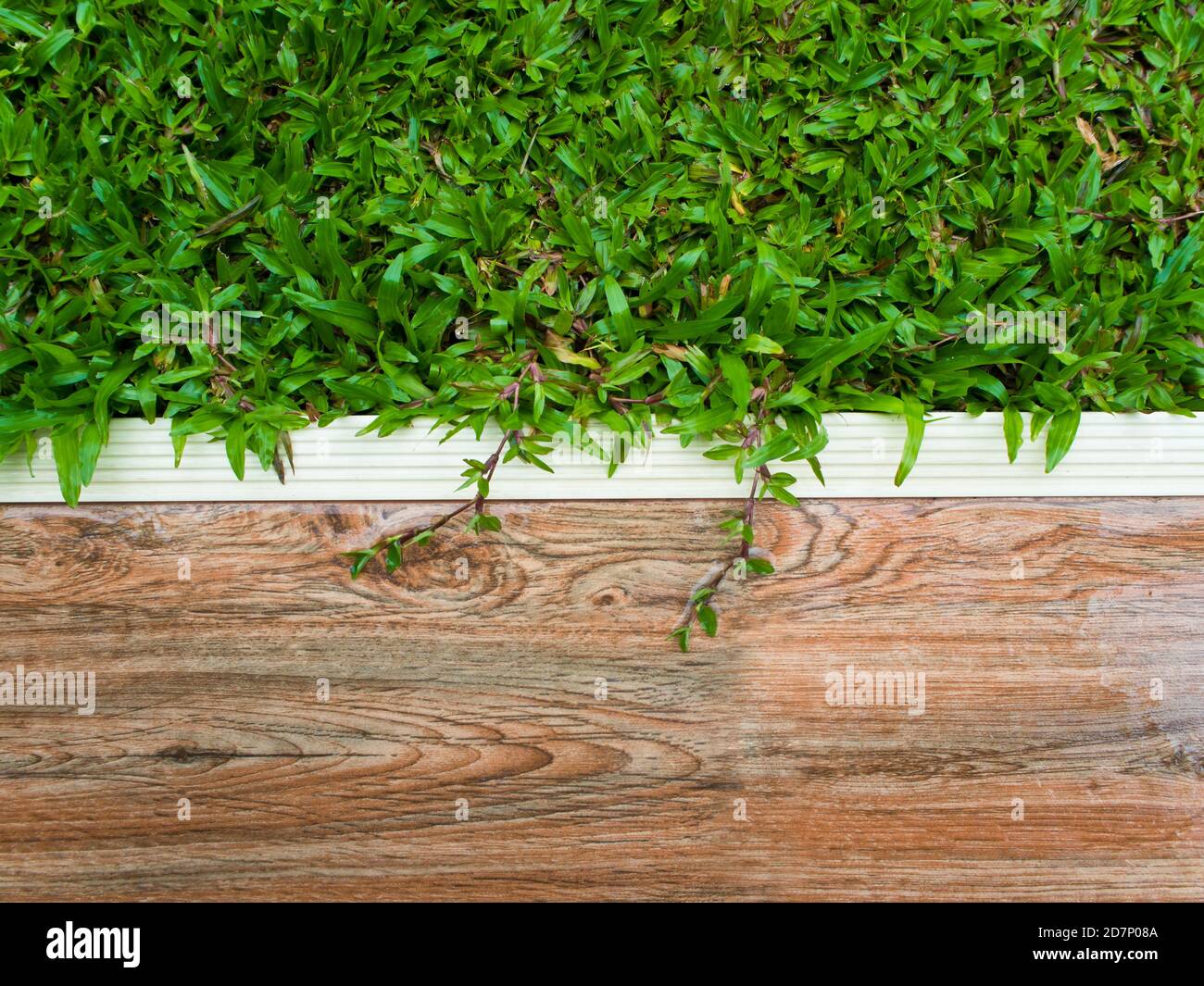 Butt joints of Green grass and Wooden tiles terrace Stock Photo - Alamy